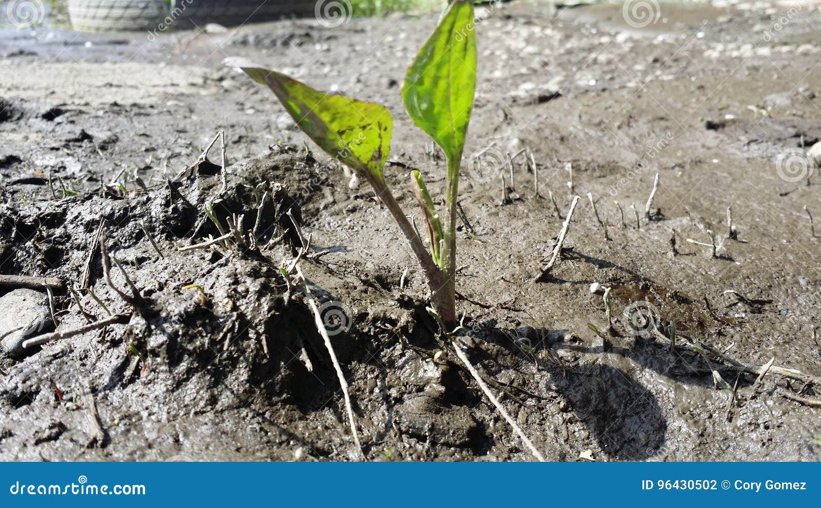 Survive stock photo. Image of green, vegetation, hope - 96430502