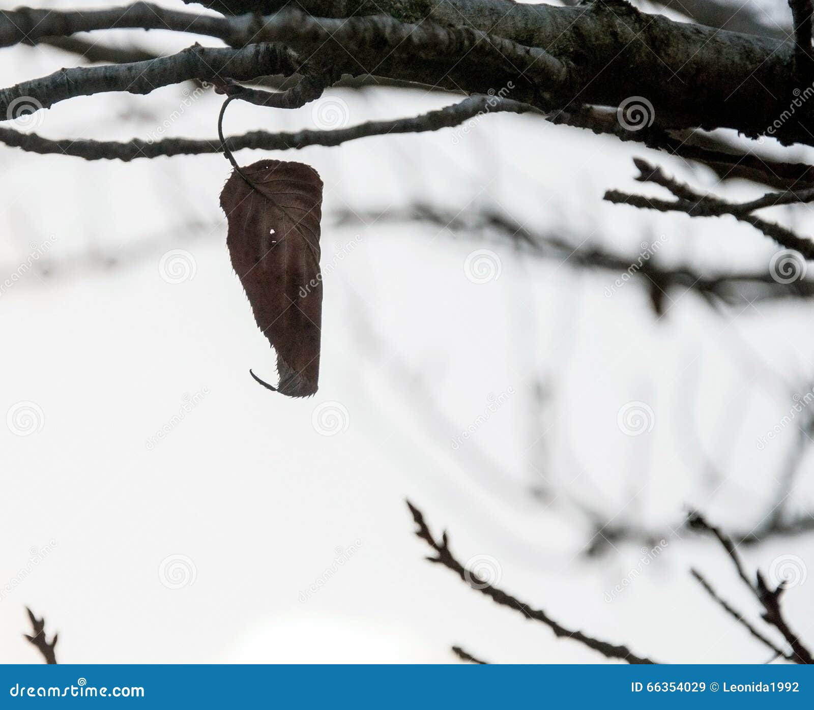 Survived stock image. Image of branches, field, brown - 66354029