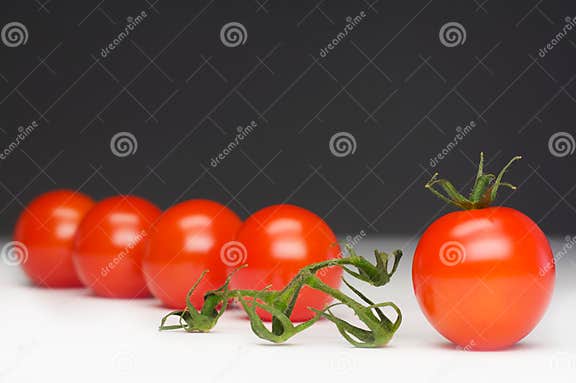 Survived tomato stock photo. Image of cherrytomato, green - 10790116