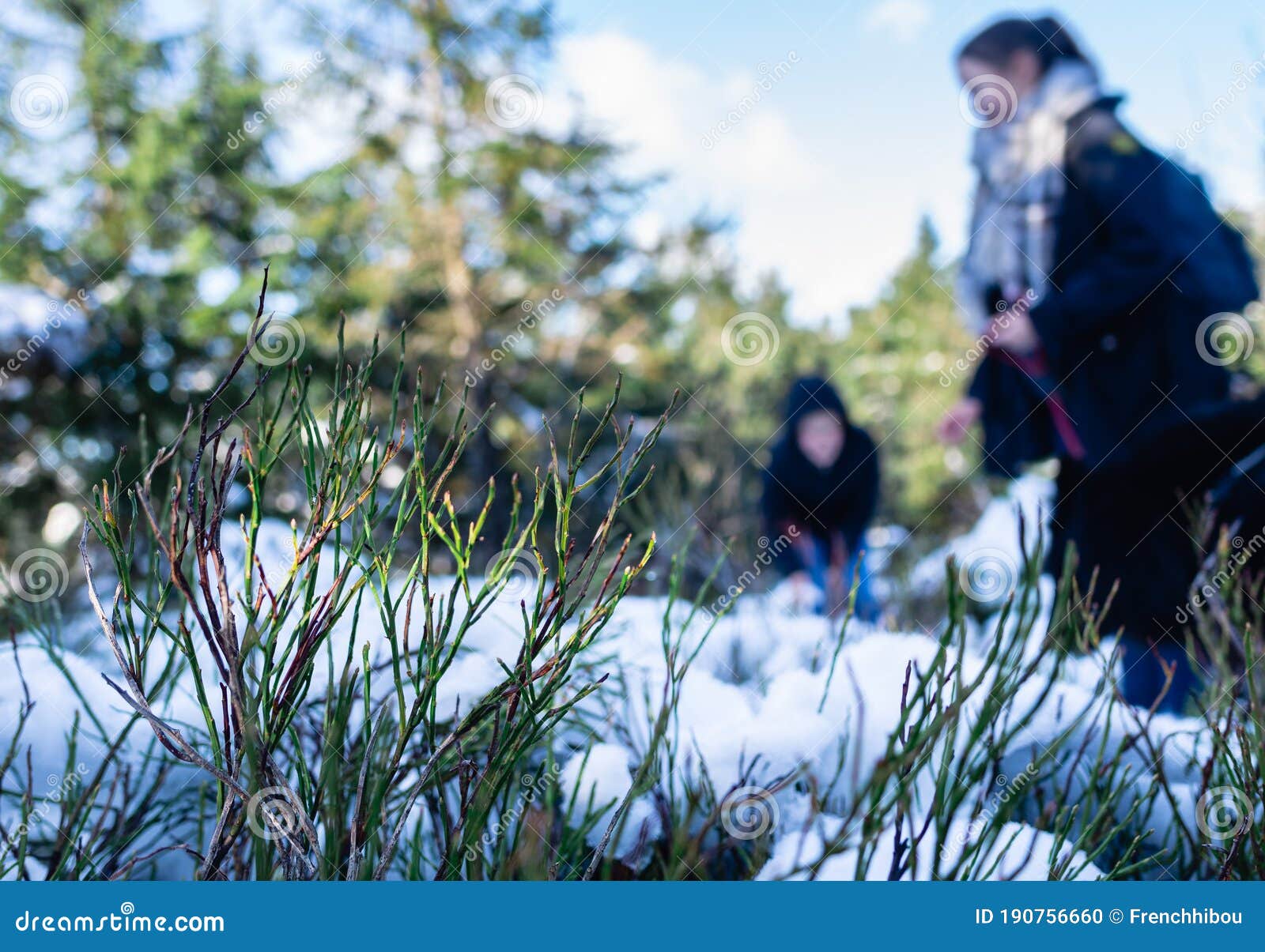 Surviving Plant in Snowy Forest Stock Photo - Image of activity, water ...