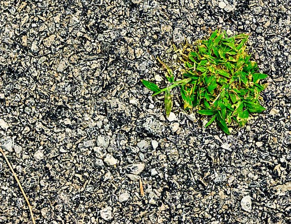 Surviving plants. stock image. Image of natural, green - 63546809