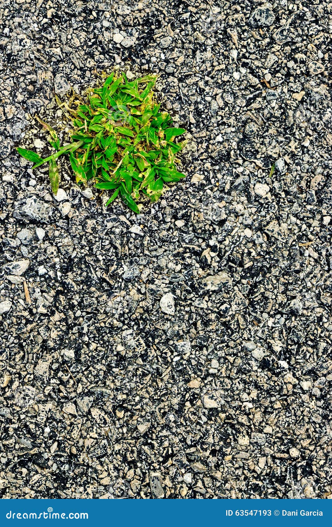 Surviving plants. stock image. Image of concept, light - 63547193