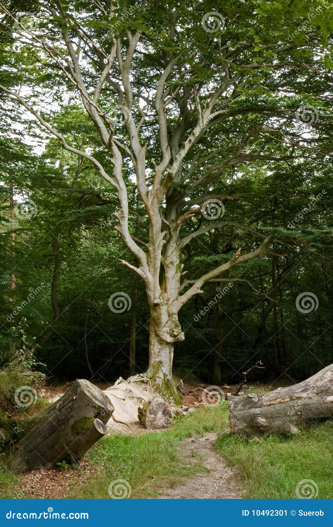 Surviving Tree stock image. Image of green, lopped, summer - 10492301