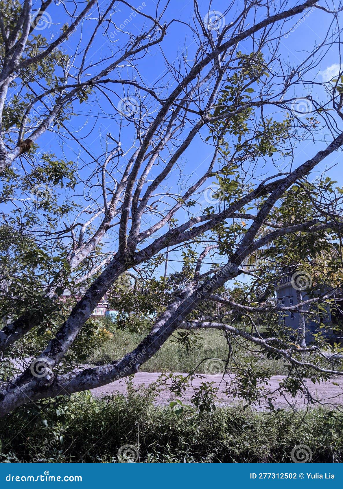 The Surviving Tree Branches Stock Photo - Image of backdrop, blue ...