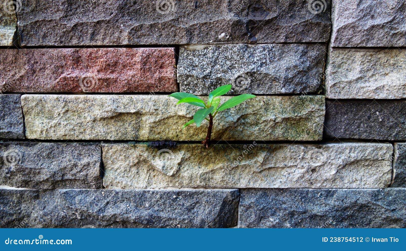 The Surviving Tree Grows in the Crack of the Stone Wall Stock Photo ...