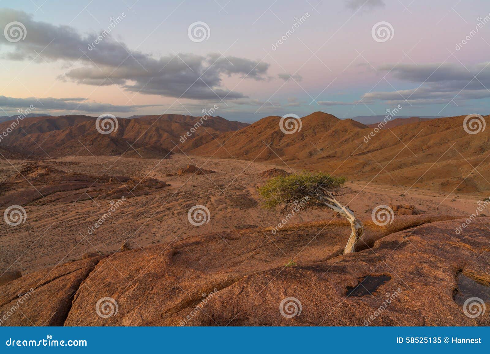 Surviving Tree in Harsh Environment Stock Image - Image of view, valley ...