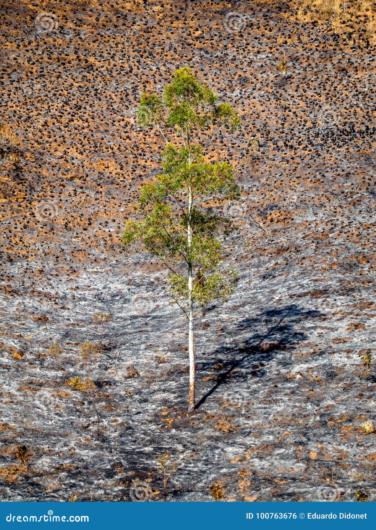 A tree after fire stock photo. Image of regrowth, forest - 100763676