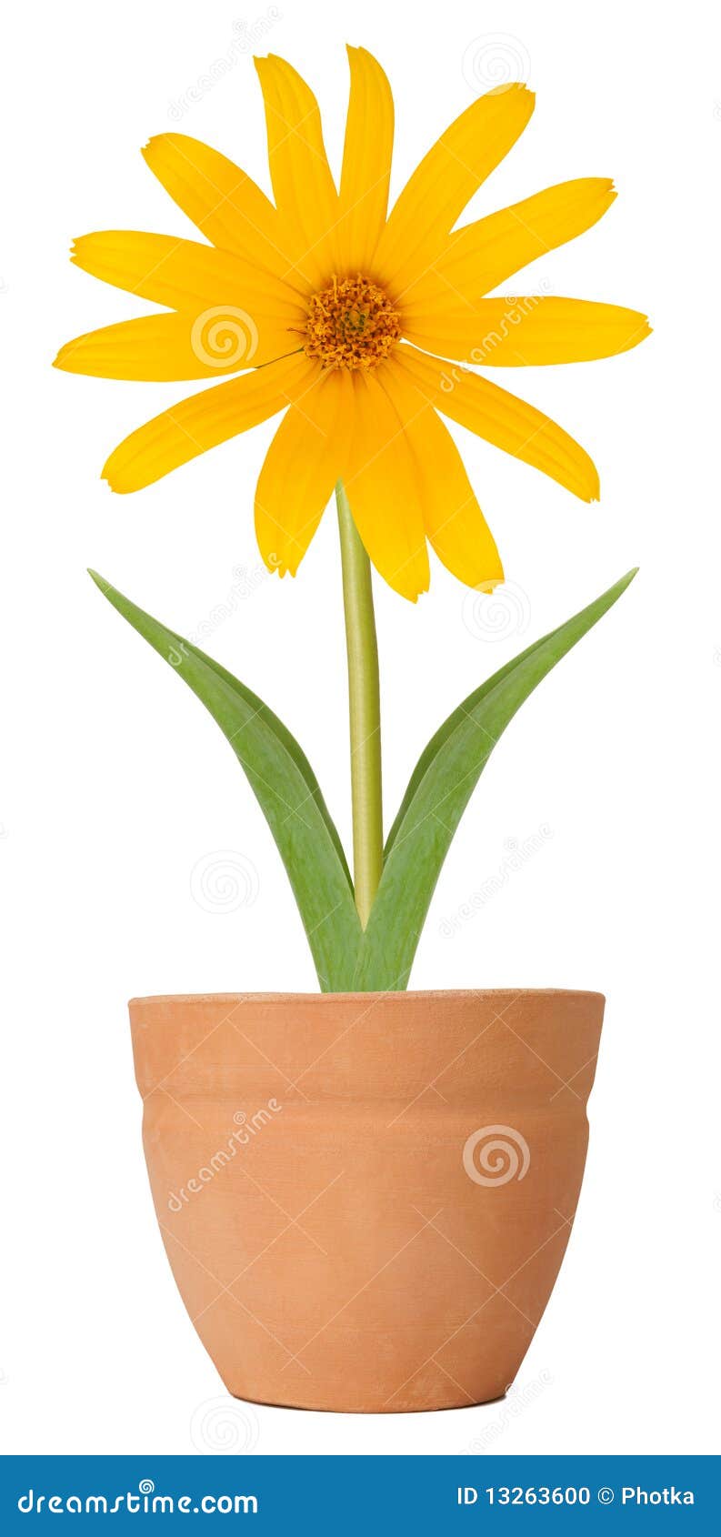 Susan flower stock photo. Image of mother, potted, environment - 13263600