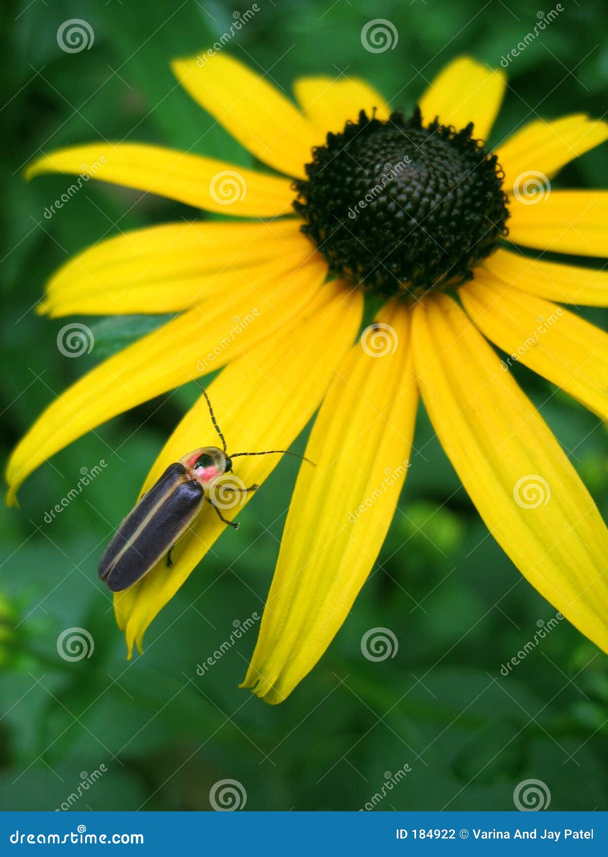 Susan Flower stock photo. Image of entomology, green, center - 184922
