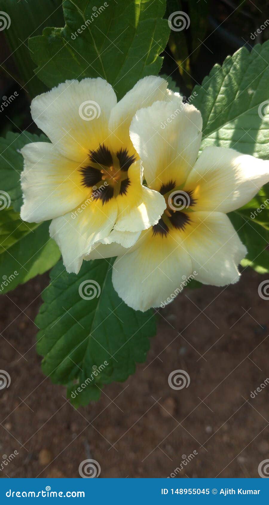 Susaneye Stock Photos - Free & Royalty-Free Stock Photos from Dreamstime