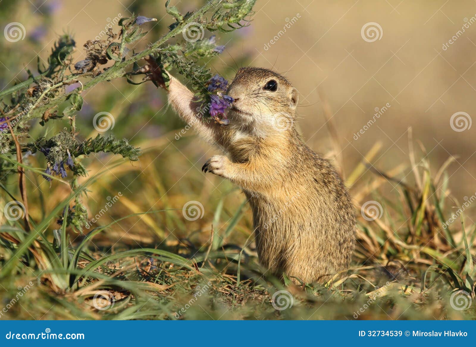 Suslik stock image. Image of squirrel, play, wild, groundsquirrel ...