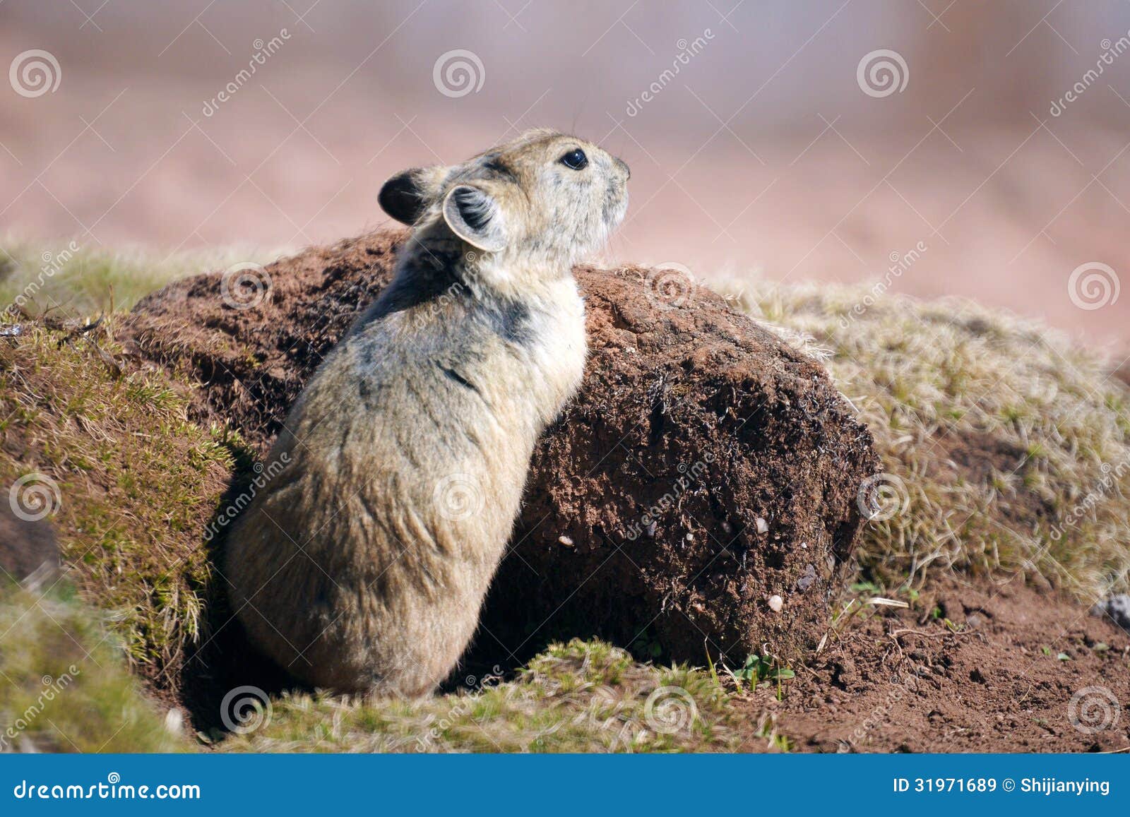 Suslik stock image. Image of squirrel, ground, watching - 31971689