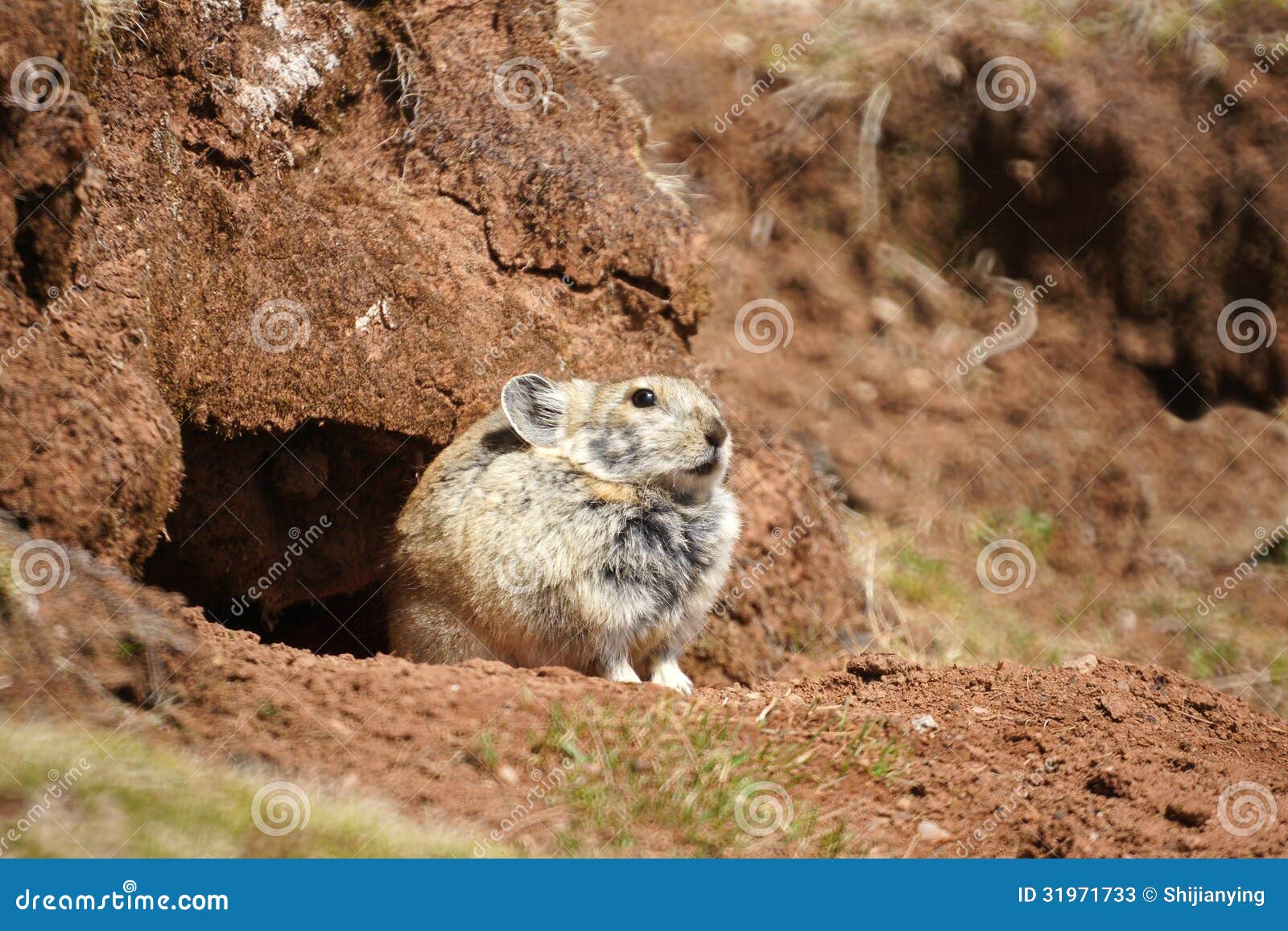 Suslik stock image. Image of life, mammal, nature, squirrel - 31971733