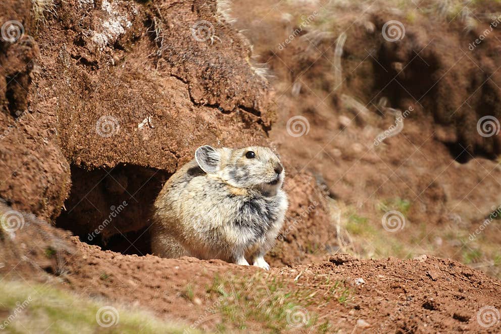 Suslik stock image. Image of life, mammal, nature, squirrel - 31971733