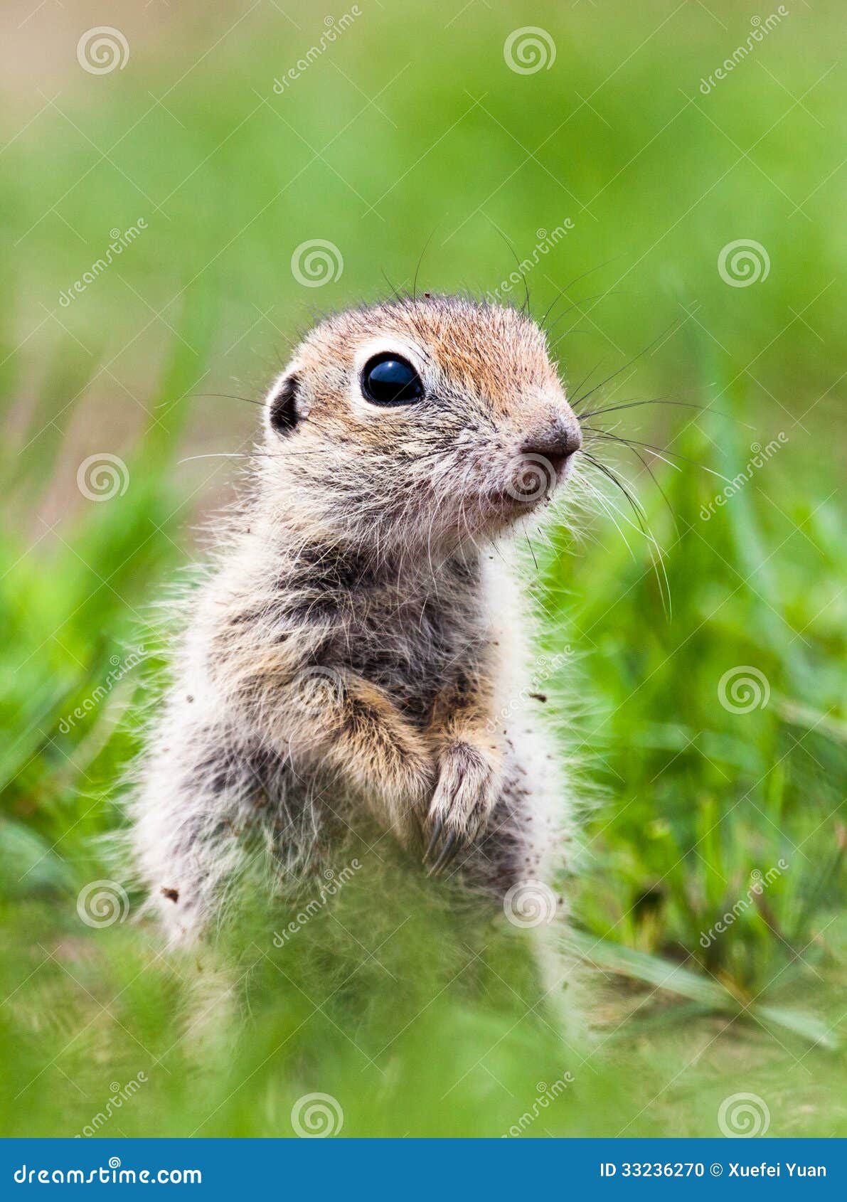 Suslik in Nei Mongol stock photo. Image of nature, natural - 33236270