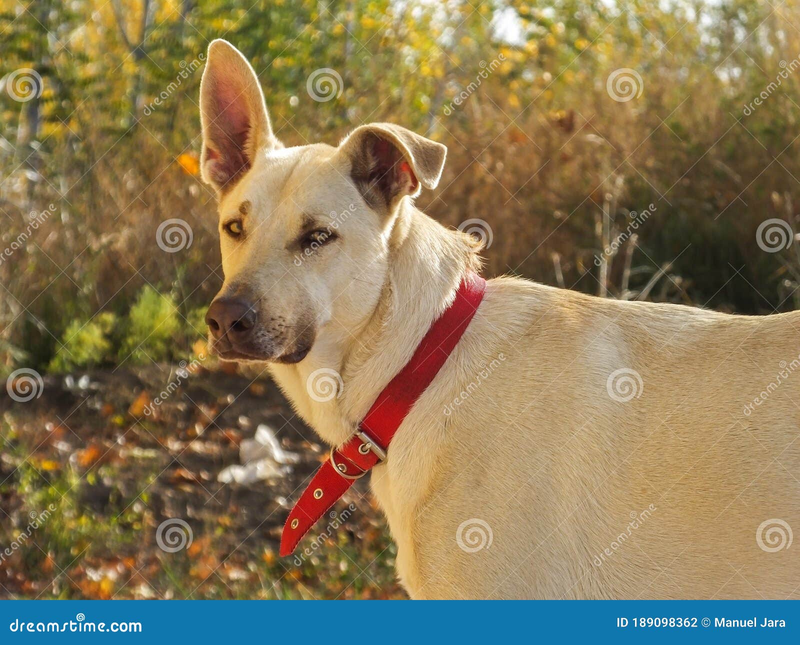 Suspect Dog. the Dog Looks Bored Sideways, One Autumn Afternoon Stock ...