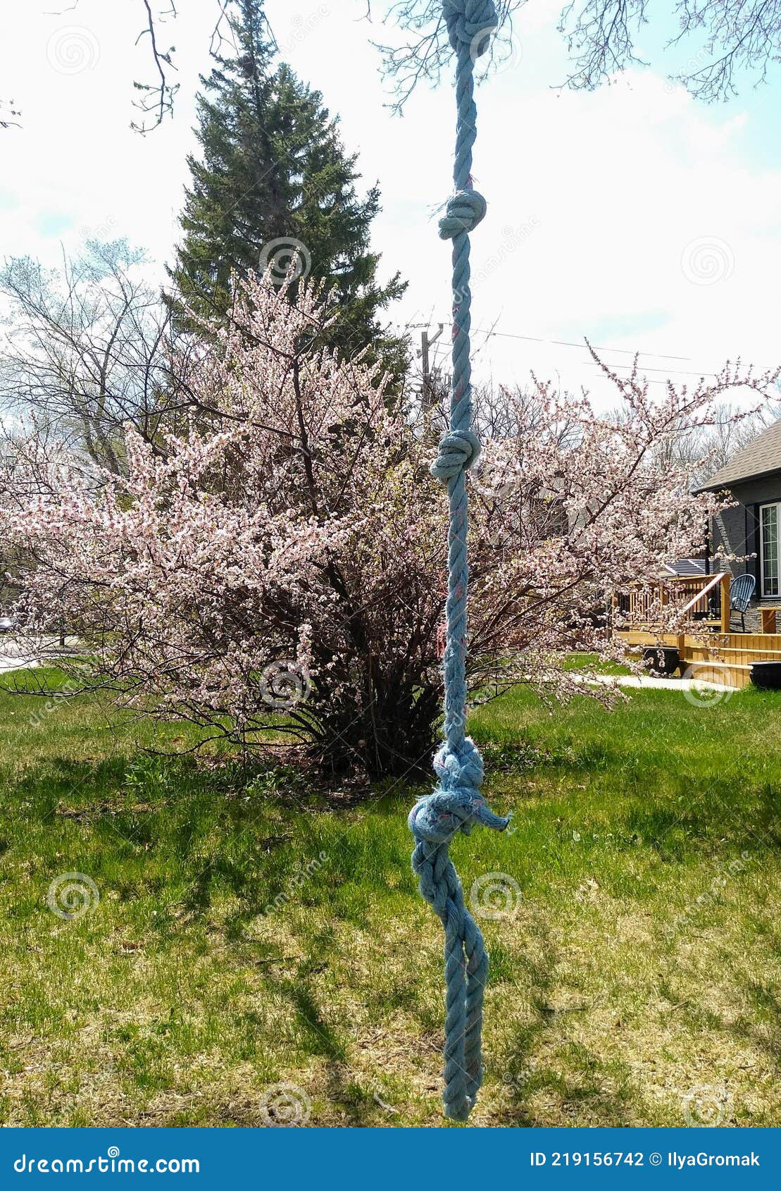 Suspended Blue Rope with Knots. Blooming Tree Stock Photo - Image of ...