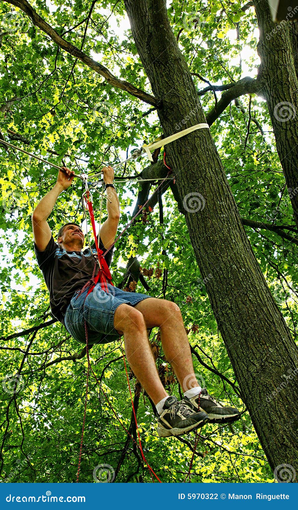 Suspended from Ropes in a Tree Stock Photo - Image of bark, aerial: 5970322