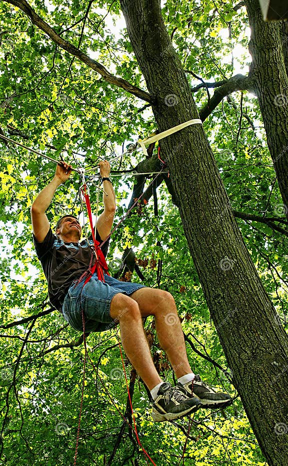 Suspended from Ropes in a Tree Stock Photo - Image of bark, aerial: 5970322