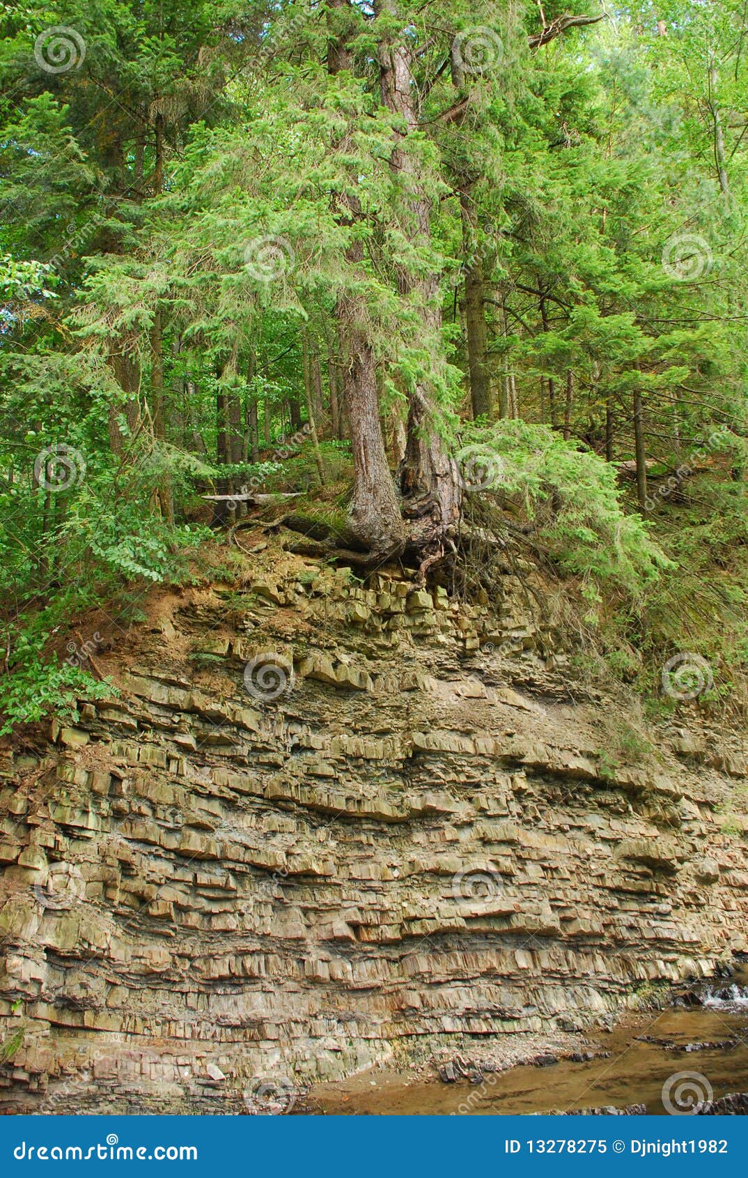 Suspended tree ! stock image. Image of suspended, water - 13278275