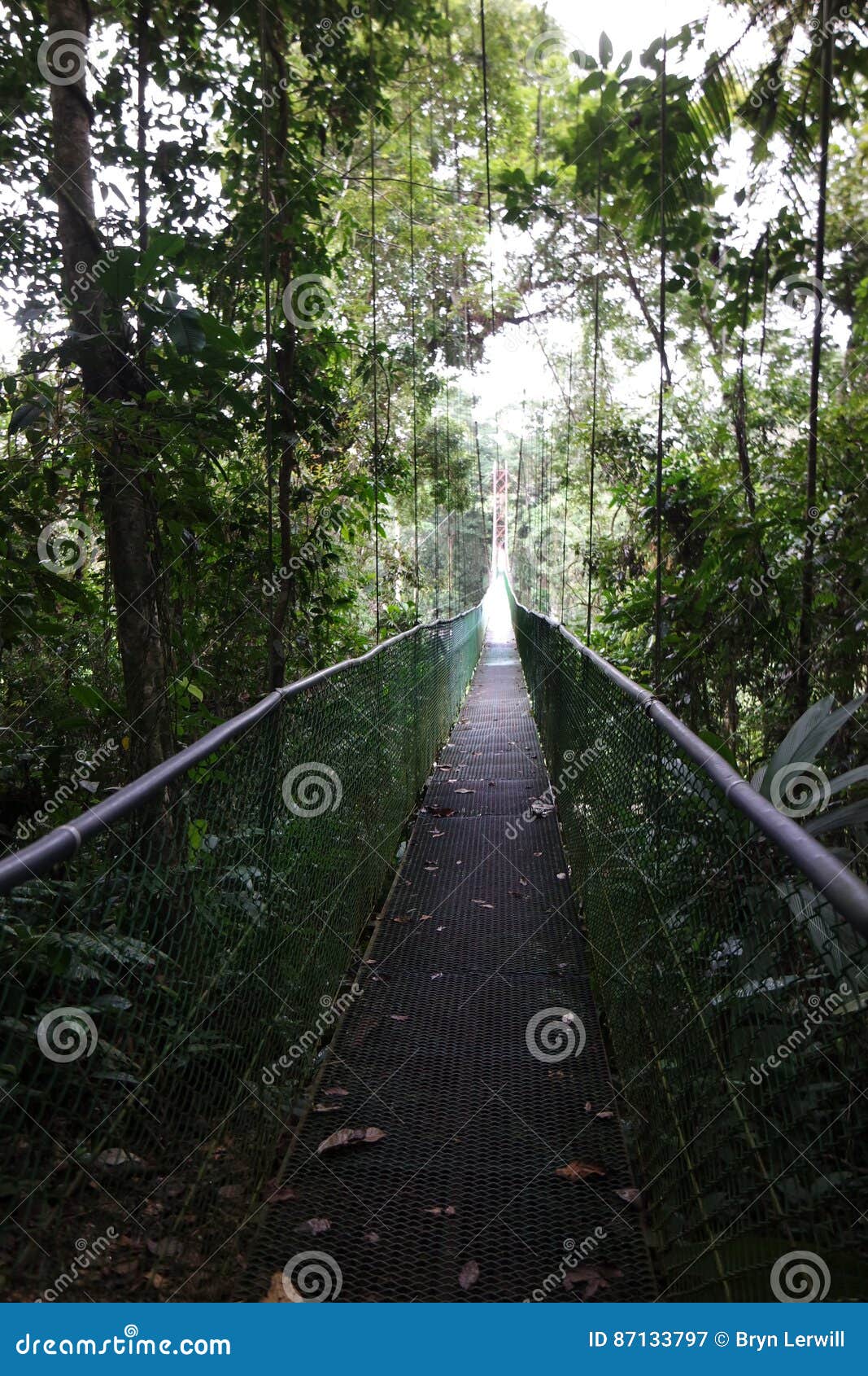 Suspended Walkway Made Of Boards Of Wood Surrounded By Nature Stock ...