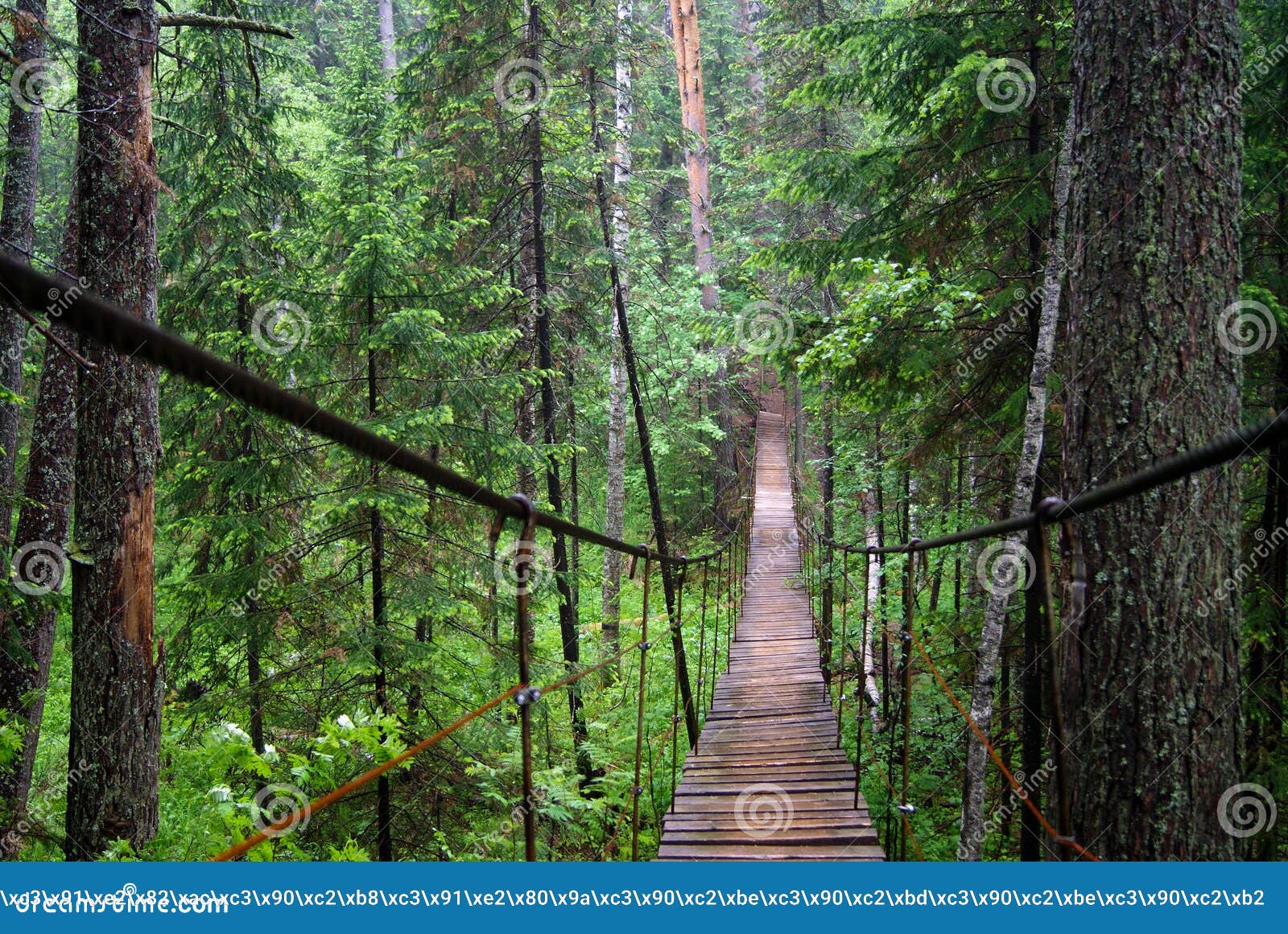 Suspension Bridge Across a Ravine in the Forest Stock Image - Image of ...