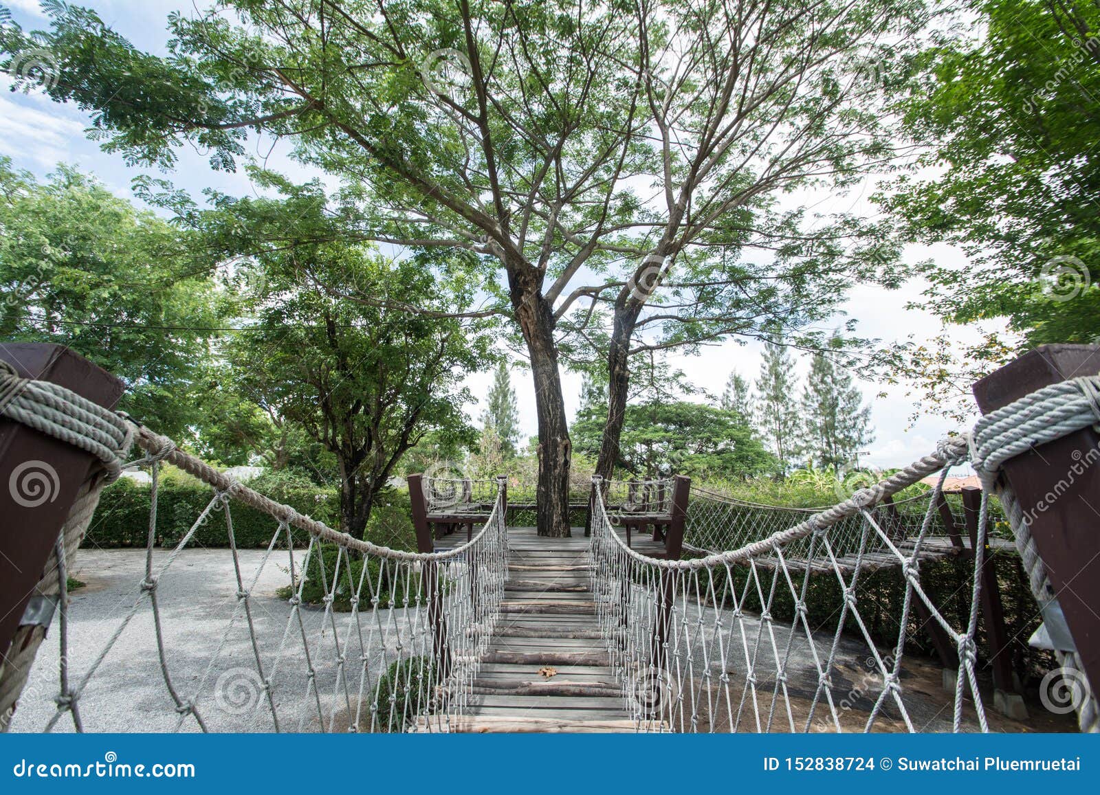 Suspension Bridge with Big Tree Stock Photo - Image of tropical ...
