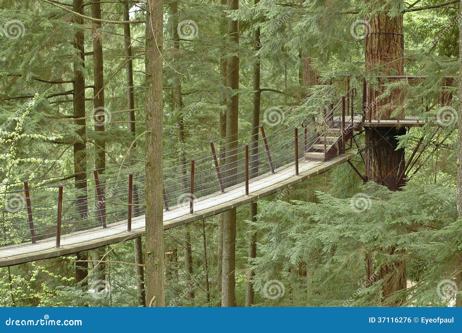 Suspension Bridge in a Deep Forest Stock Photo - Image of landscape ...