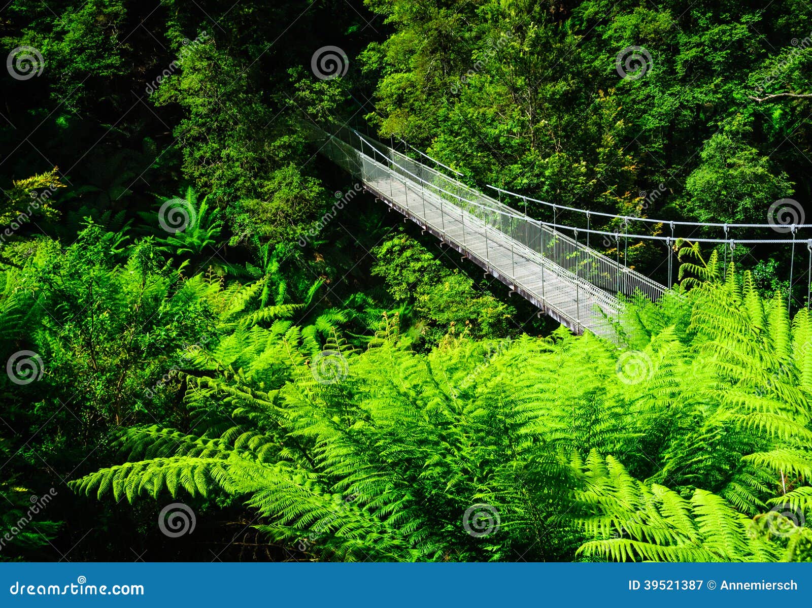 Suspension Bridge Fern Forest Stock Image - Image of rain, climate ...
