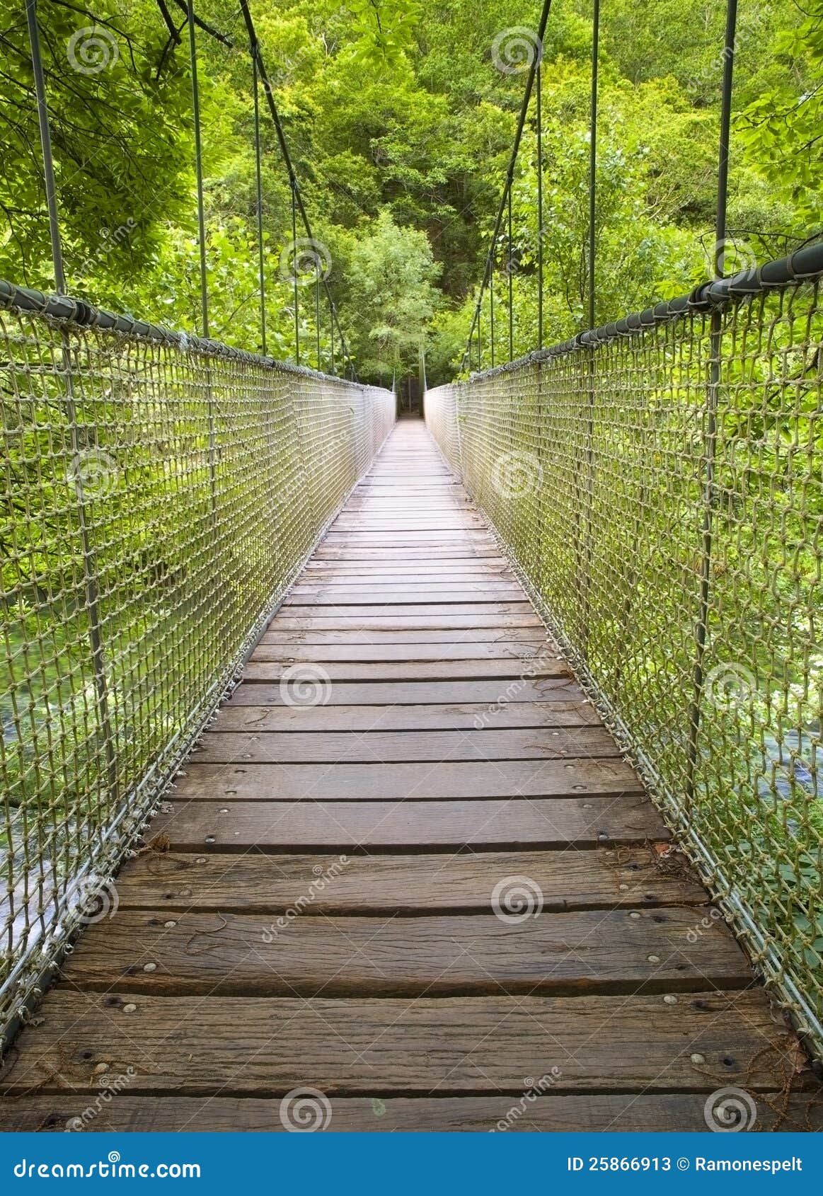 Suspension Bridge in the Forest Stock Image - Image of nature, trees ...