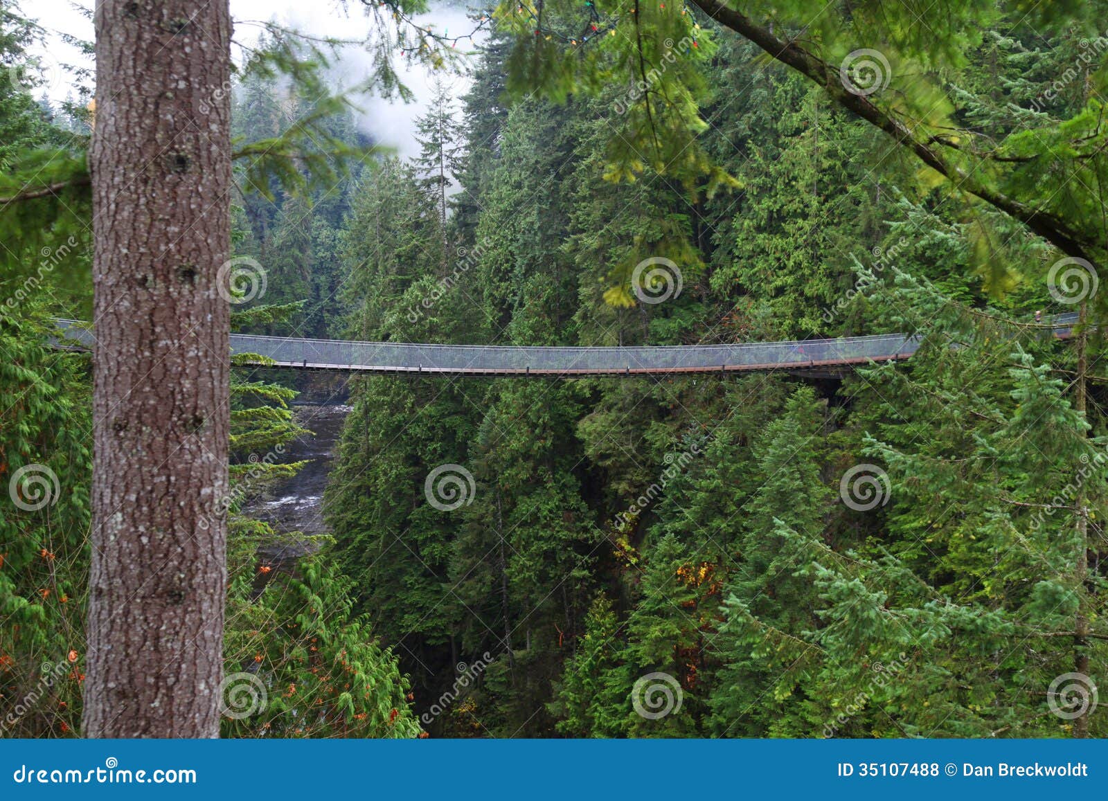 Suspension Bridge in Forest Stock Photo - Image of bridges, british ...