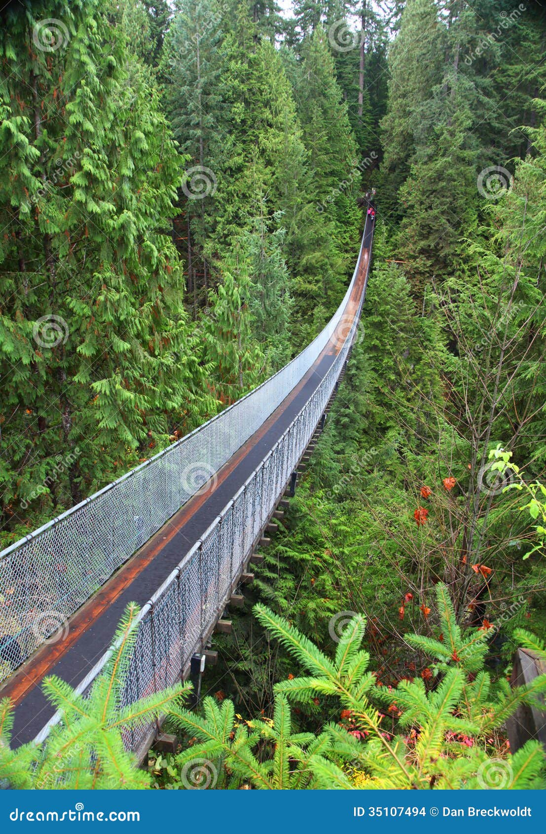 Suspension Bridge in Forest Stock Photo - Image of british, outdoor ...