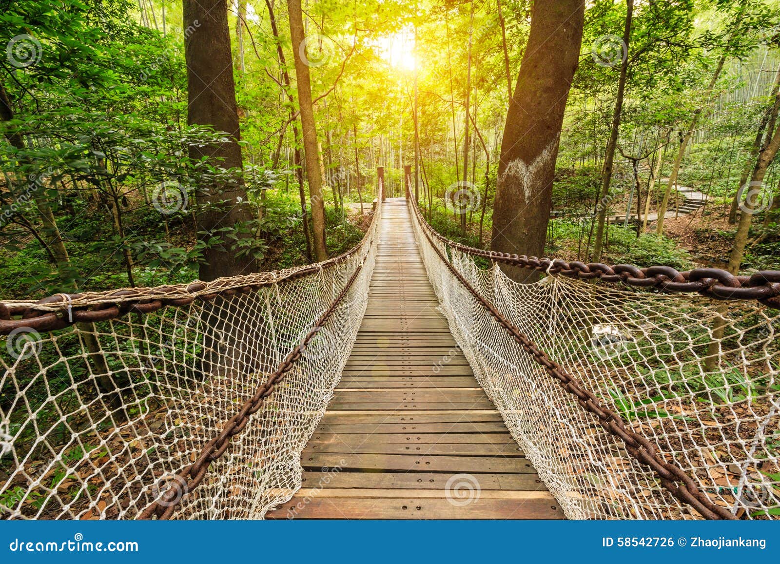 Suspension Bridge in the Forest Stock Photo - Image of evening, forest ...