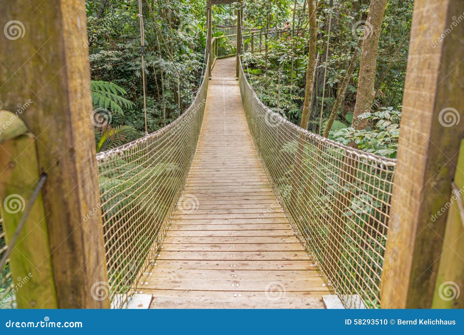 Suspension Bridge in the Forest Stock Photo - Image of high, bridge ...