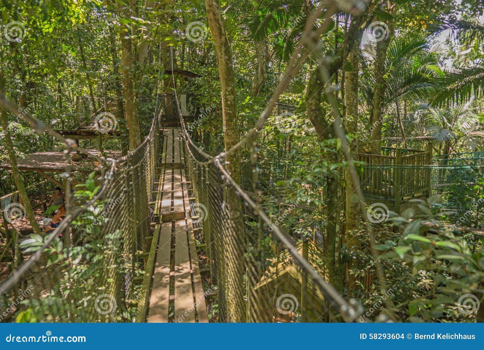 Suspension Bridge in the Forest Stock Photo - Image of view, natural ...