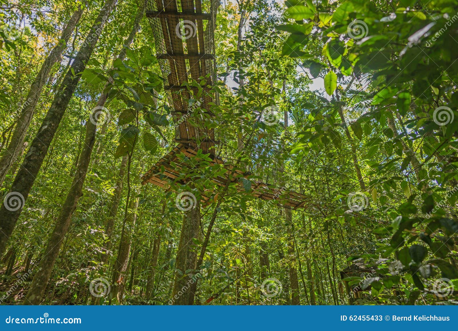 Suspension Bridge in the Forest Stock Image - Image of nature, park ...