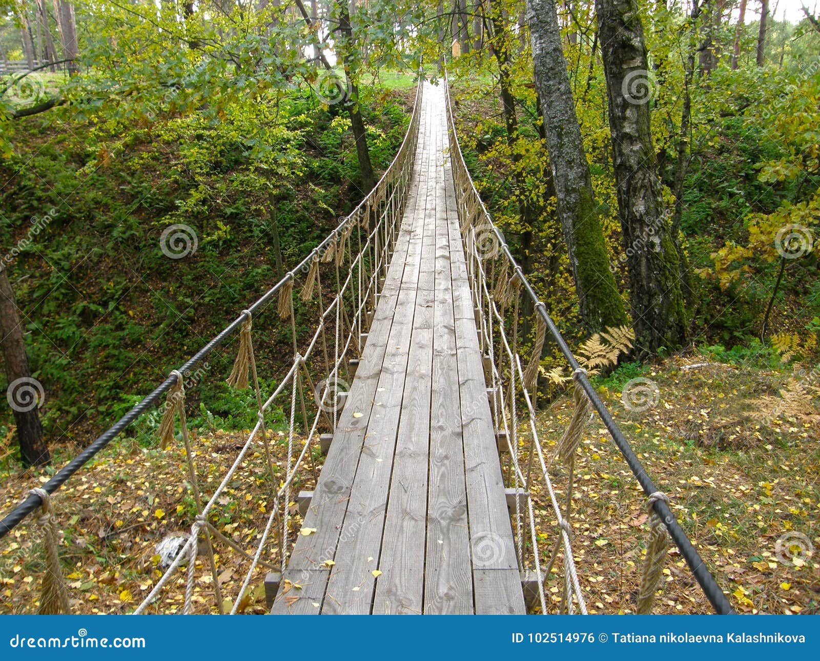 Suspension Bridge in the Forest. Stock Photo - Image of forest, pendant ...
