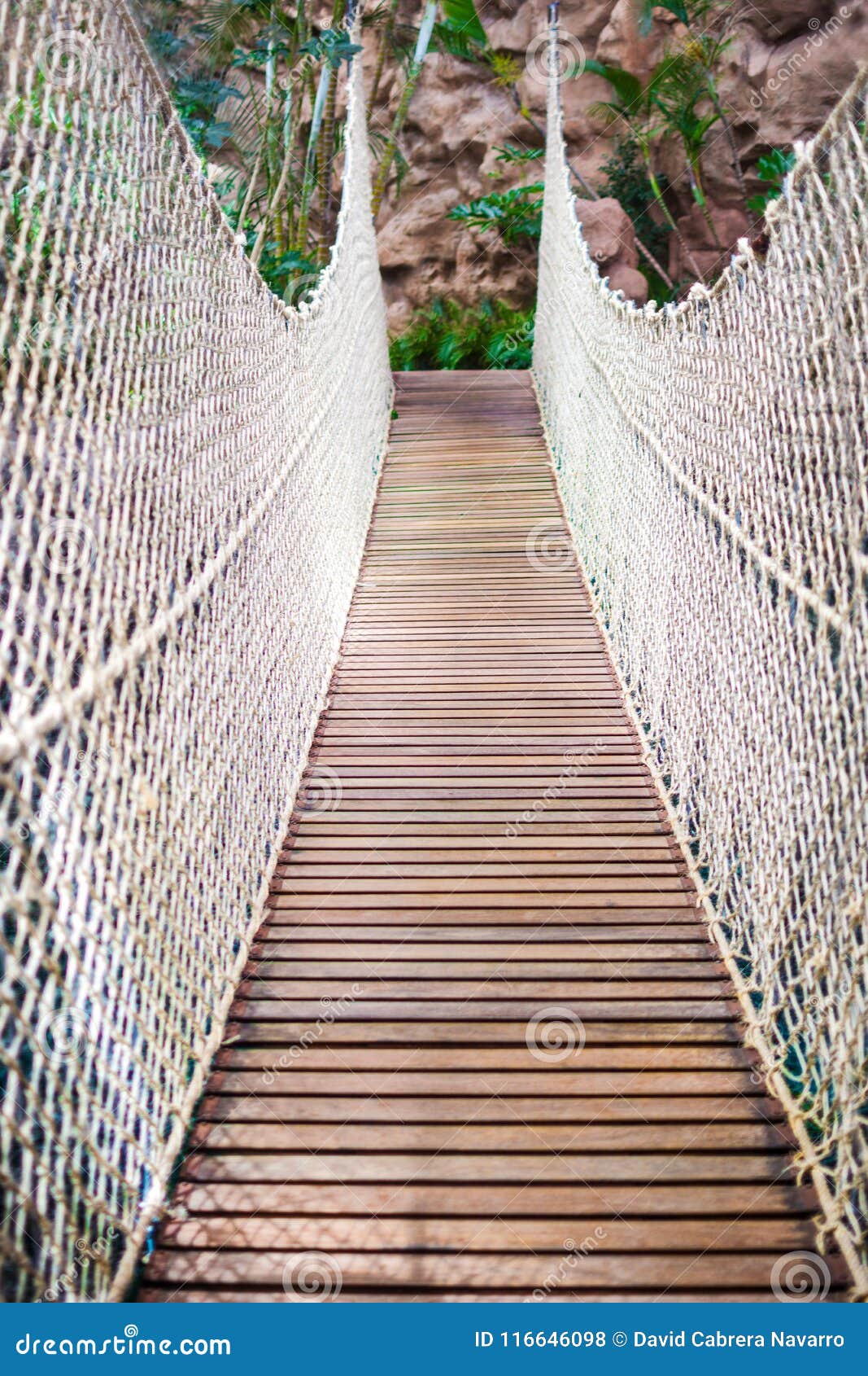 Suspension Bridge in the Middle of the Forest Stock Photo - Image of ...