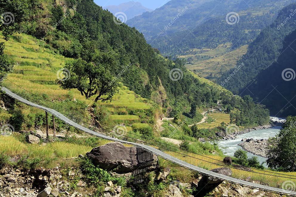 Suspension bridge stock image. Image of hiking, nature - 36012613