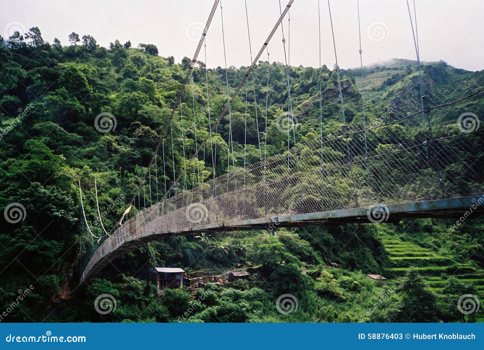 Suspension Bridge in Rainforest Stock Image - Image of east, rainforest ...