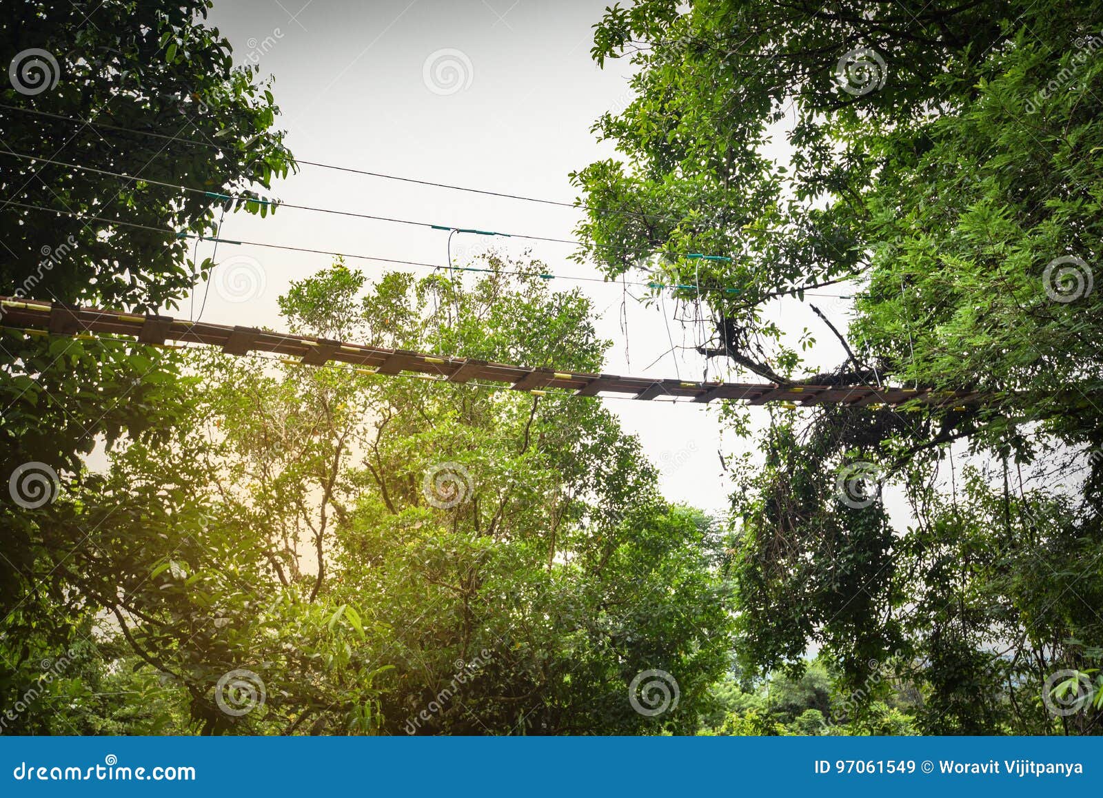 Suspension bridge on tree stock image. Image of attraction - 97061549