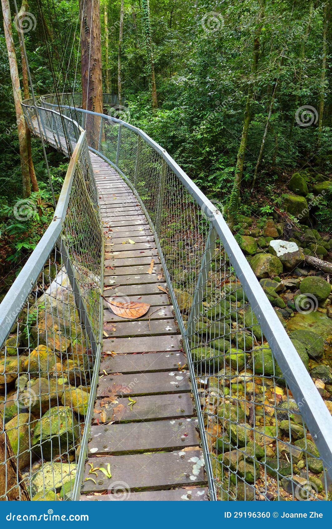 Suspension Bridge Walkway, Borneo Rainforest Stock Photo - Image of ...