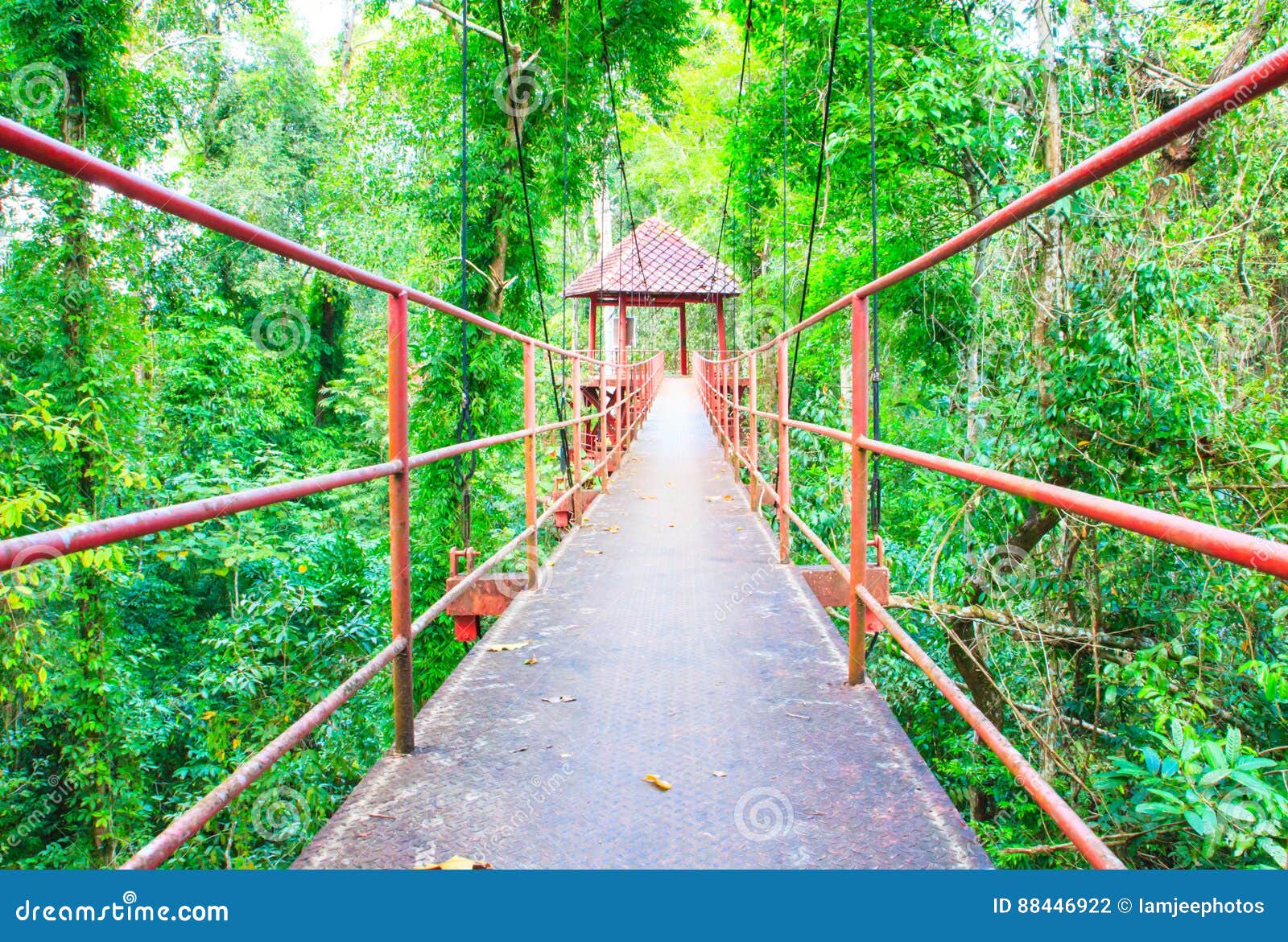 Suspension Bridge Walkway with Tree in the Forest Public Park Stock ...
