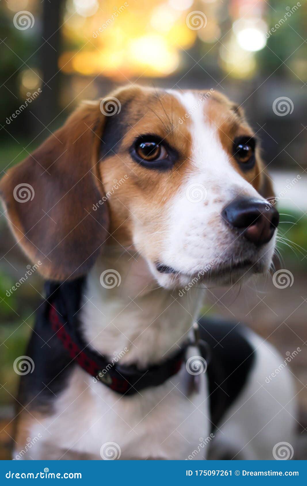 Suspicious beagle stock image. Image of black, staring - 175097261