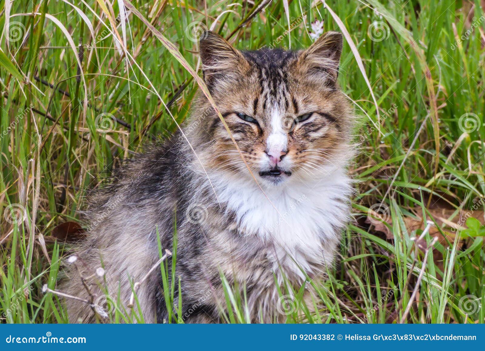 Suspicious Cat in the Grass Stock Photo - Image of brown, beauty: 92043382