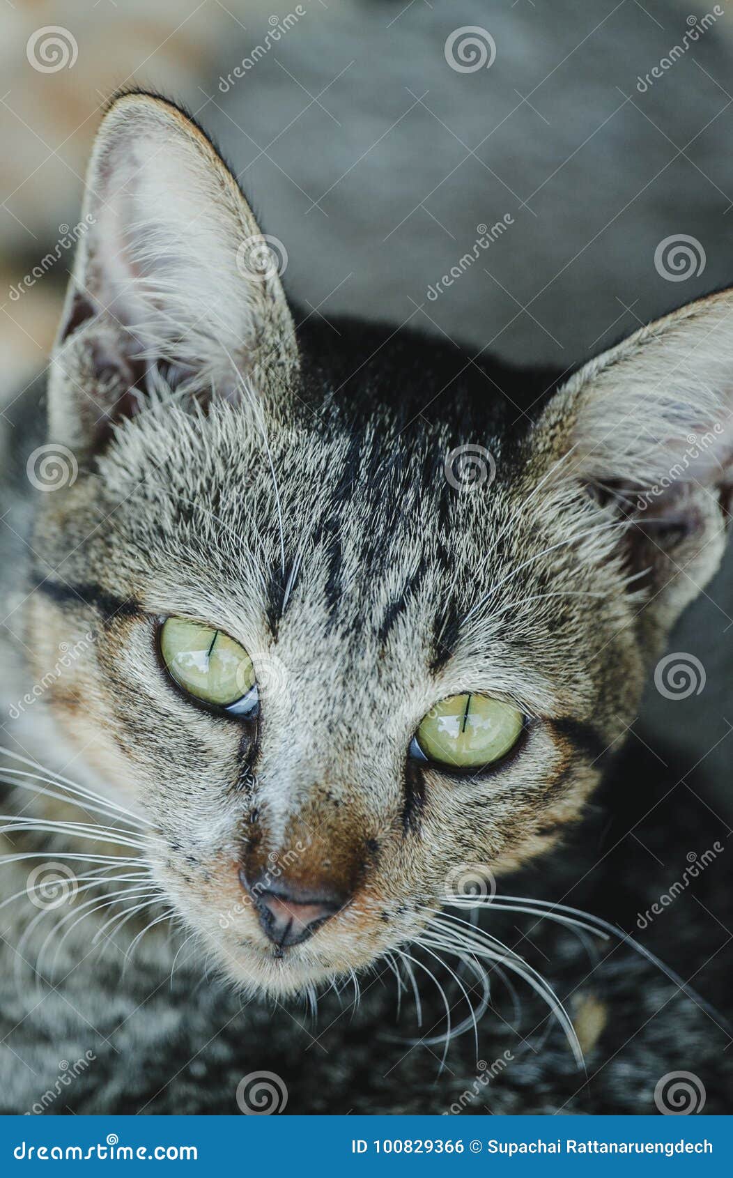 Suspicious cat portrait stock photo. Image of camera - 100829366