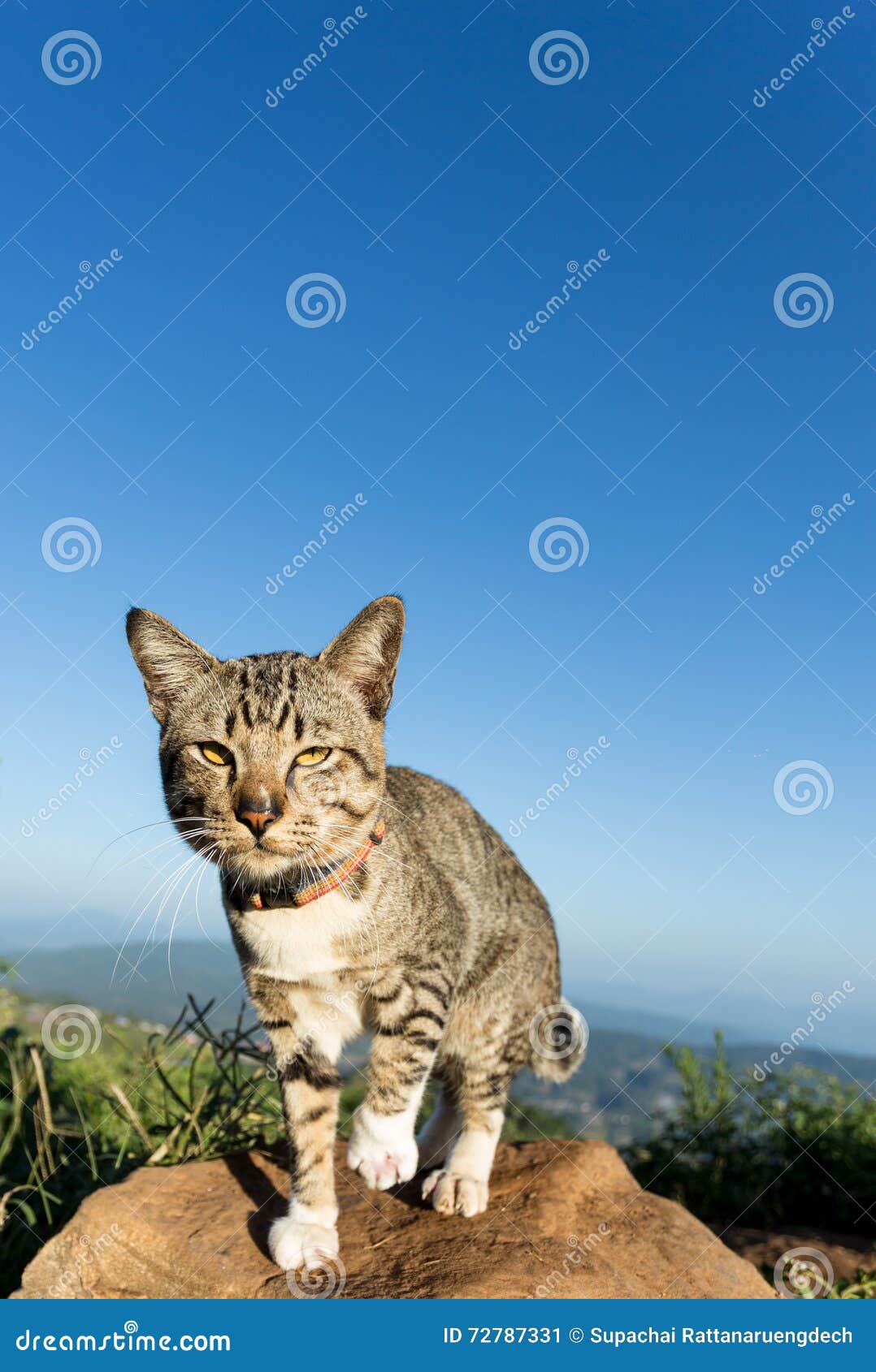 Suspicious cat portrait stock image. Image of attitude - 72787331