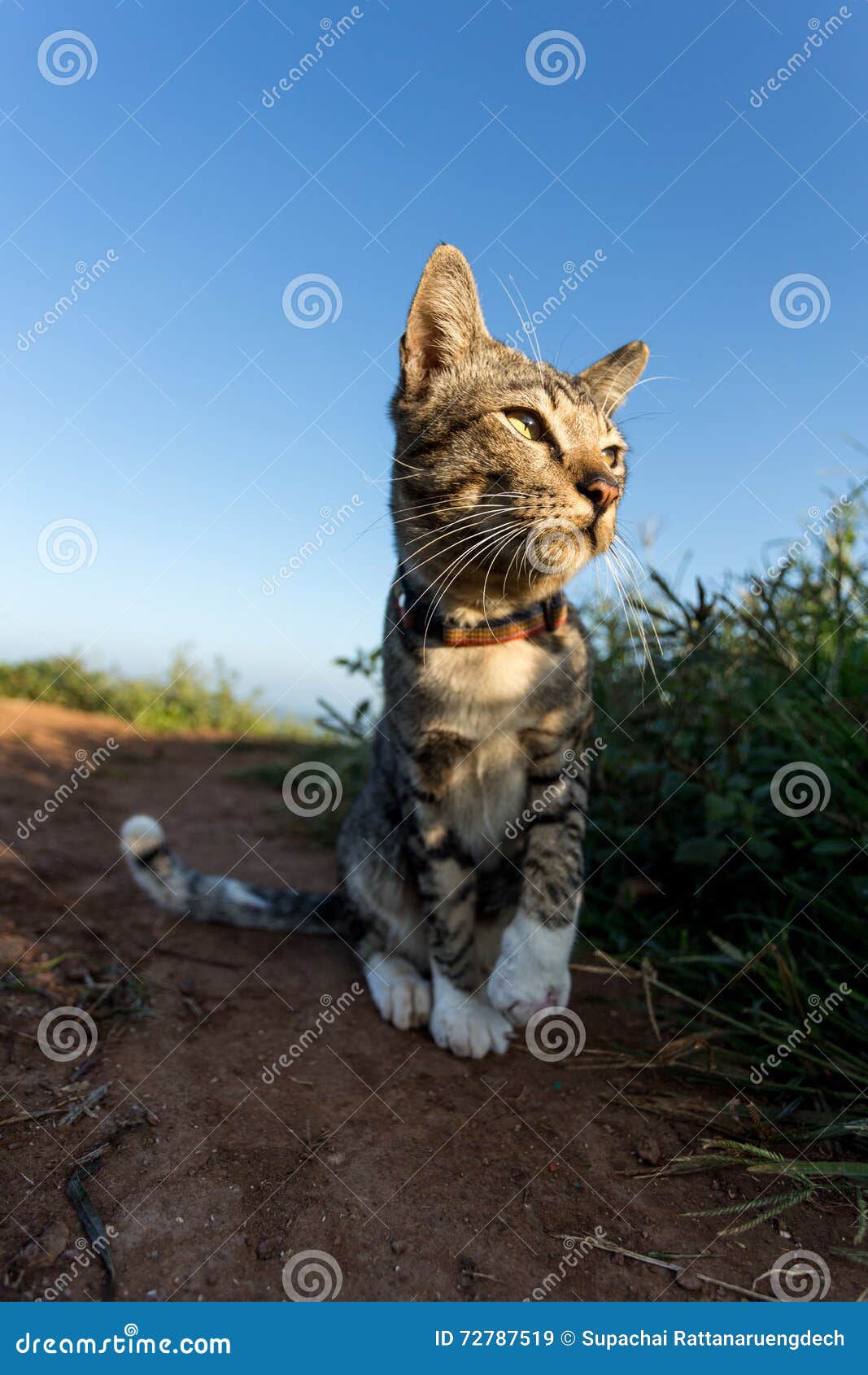 Suspicious cat portrait stock image. Image of attitude - 72787519