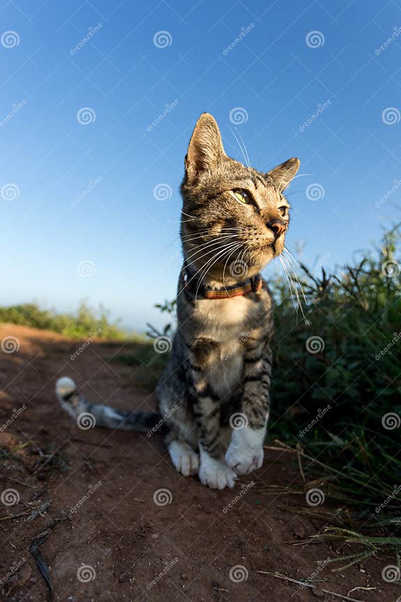Suspicious cat portrait stock image. Image of attitude - 72787519