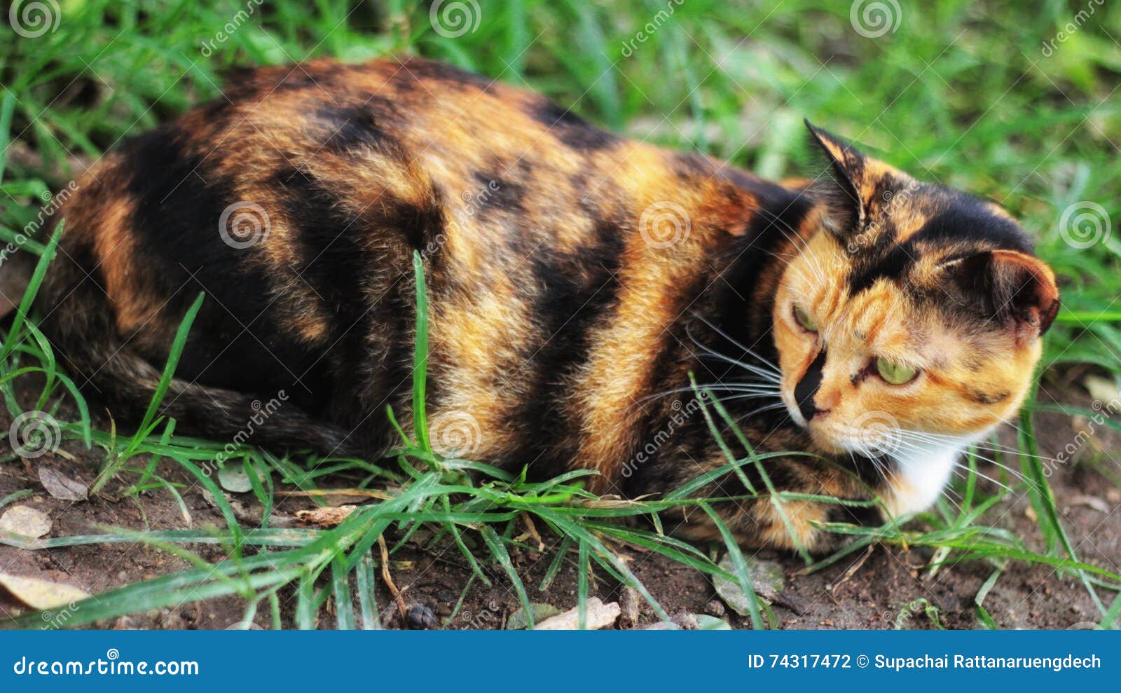 Suspicious cat portrait stock photo. Image of headshot - 74317472